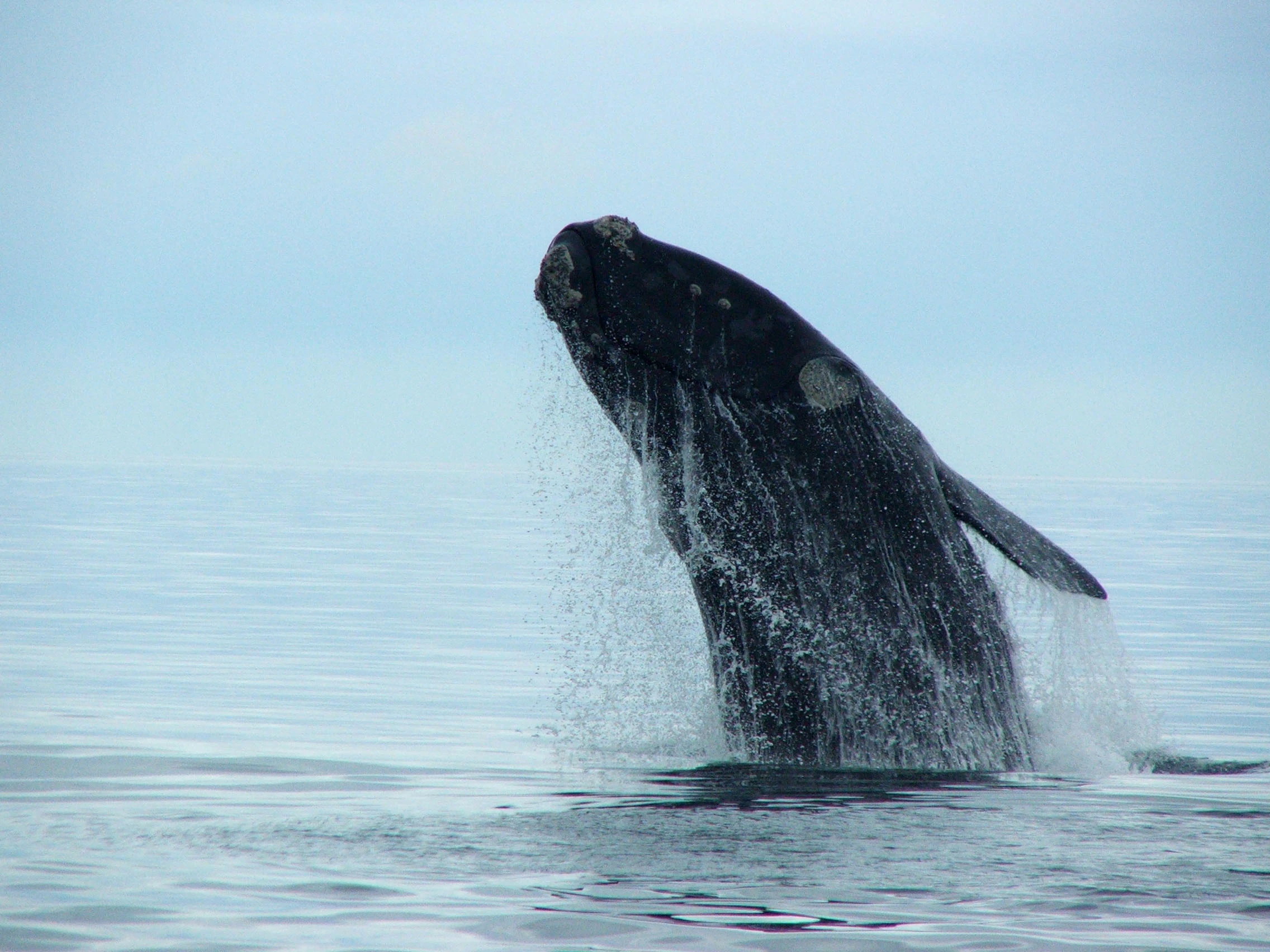 Marine Animals of Patagonia | Swoop Patagonia