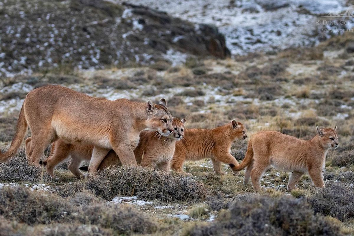 Puma tracking & safari tours in Torres del Paine, Patagonia | Swoop ...