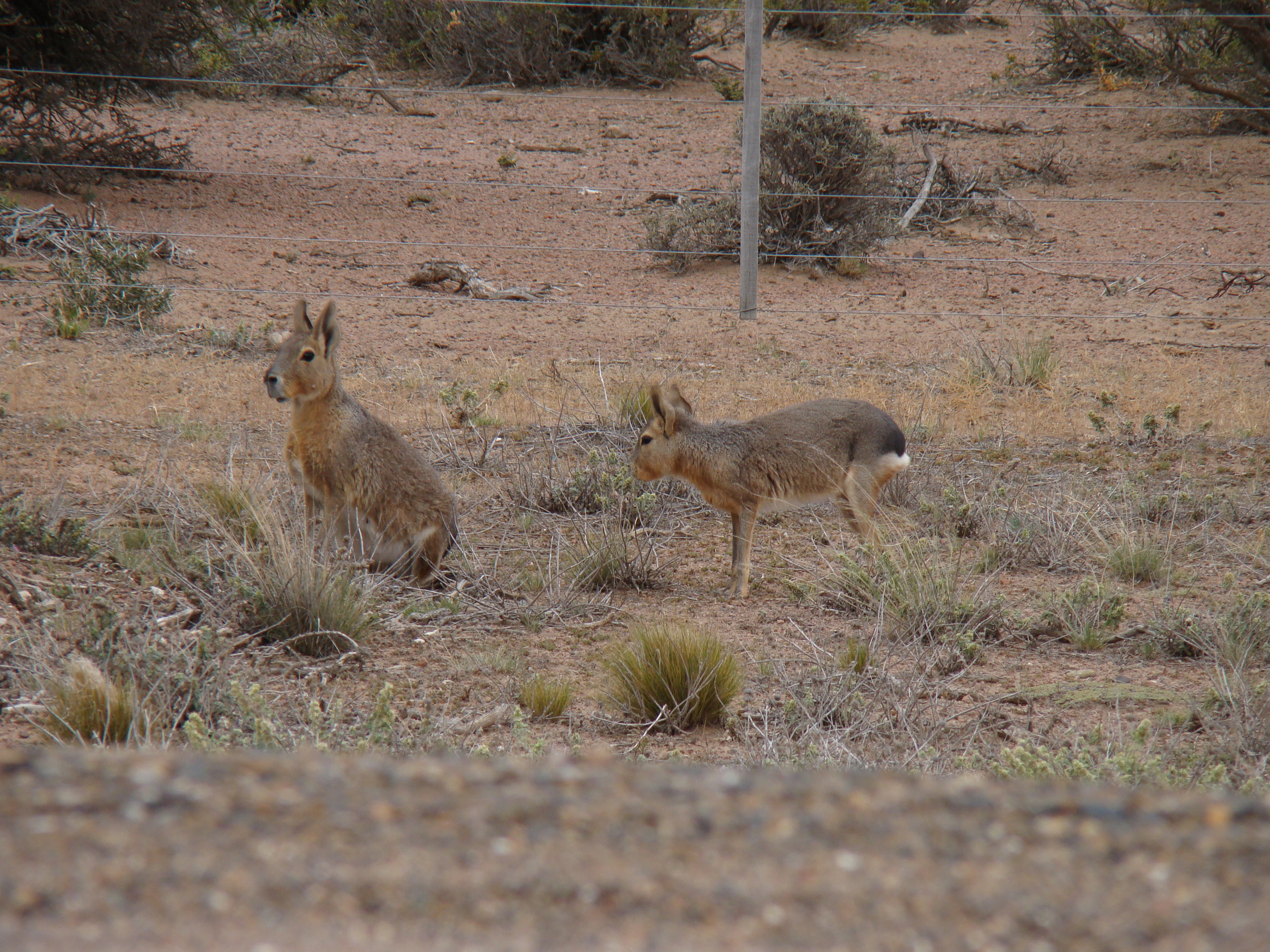 Patagonia Animals: What Animals Live in Patagonia | Swoop Patagonia