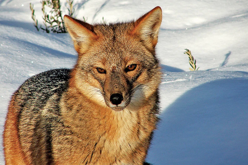 Patagonia Animals: What Animals Live in Patagonia | Swoop Patagonia
