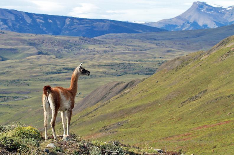 Patagonia Animals: What Animals Live in Patagonia | Swoop Patagonia