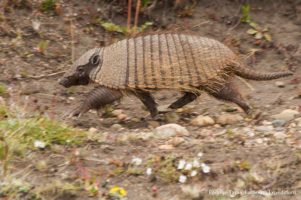 Patagonia Animals: What Animals Live in Patagonia | Swoop Patagonia