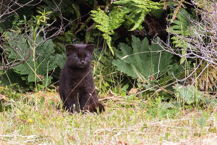 Patagonia Animals: What Animals Live in Patagonia | Swoop Patagonia