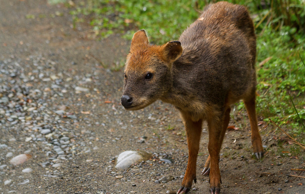 Patagonia Animals: What Animals Live in Patagonia | Swoop Patagonia