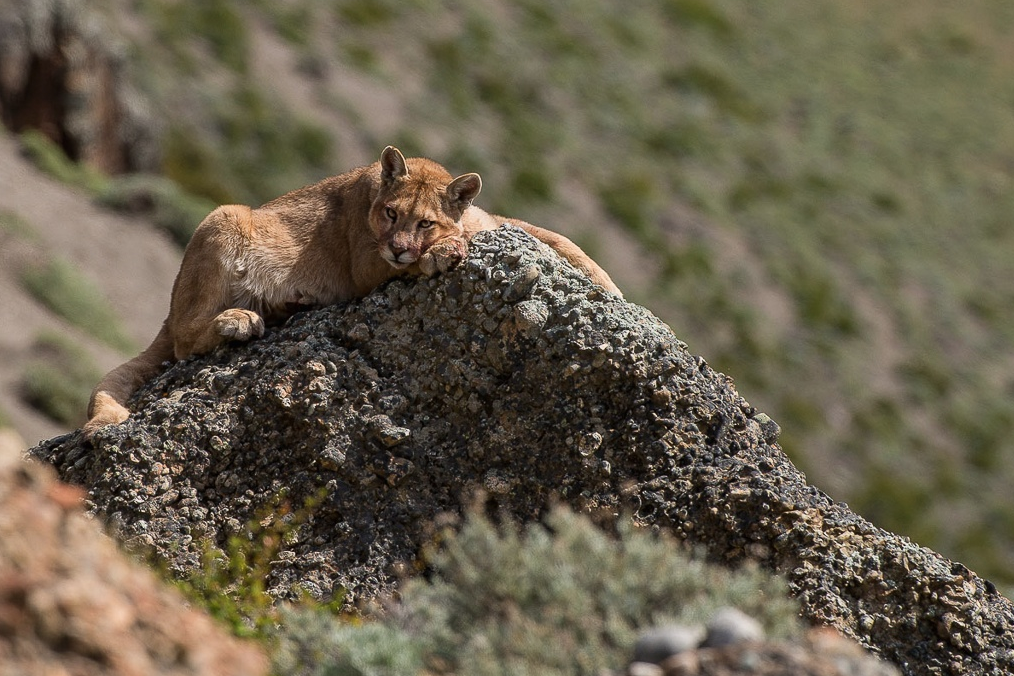 Patagonia Puma Tracking & Puma Safaris | Swoop Patagonia