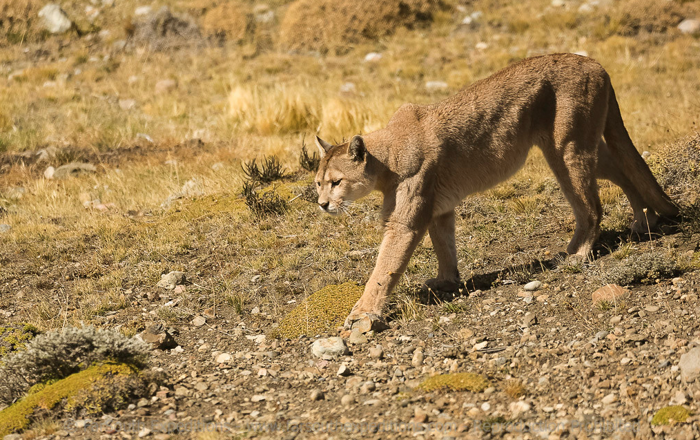 Patagonia Puma Tracking & Puma Safaris | Swoop Patagonia