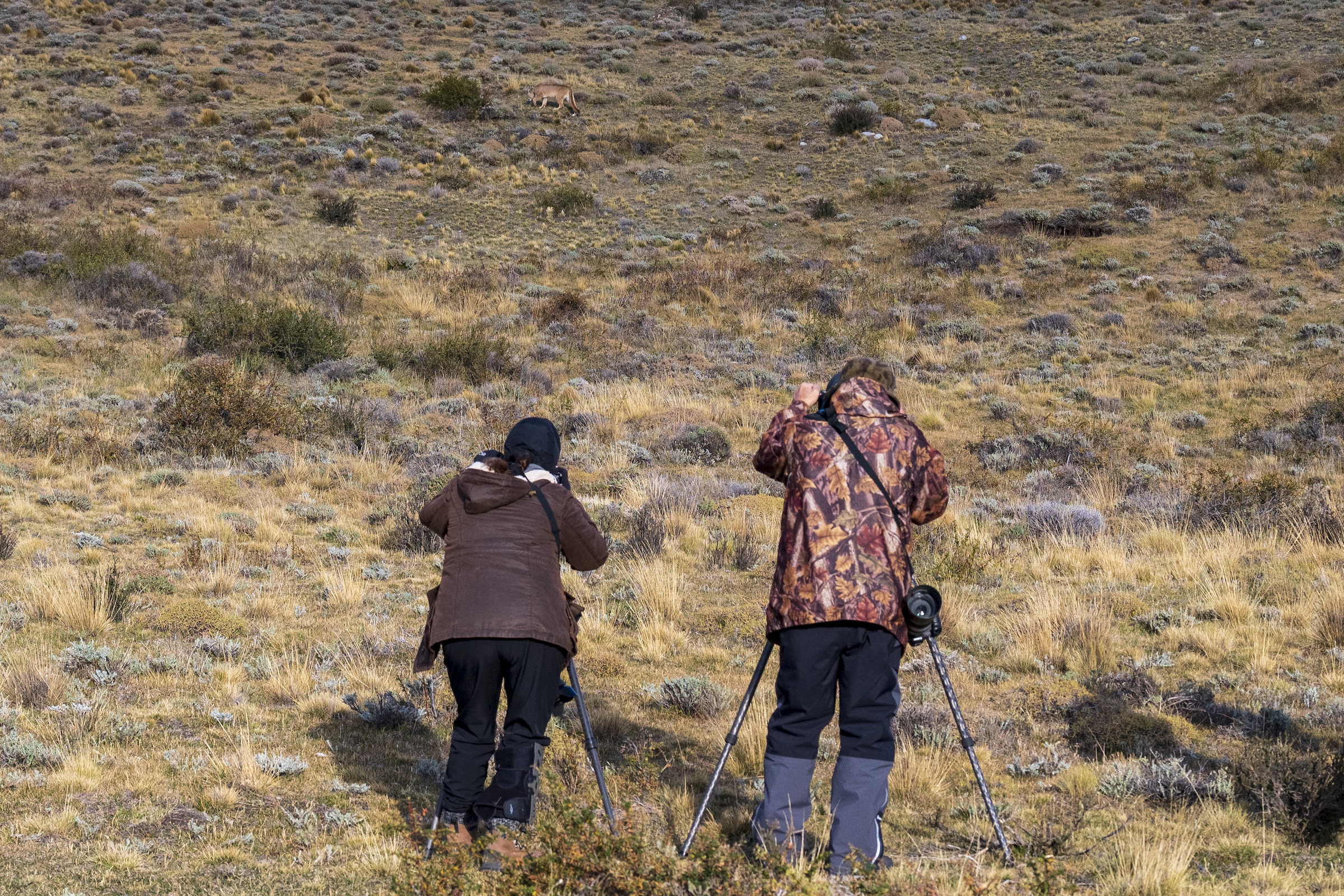 Puma tracking & safari tours in Torres del Paine, Patagonia | Swoop ...