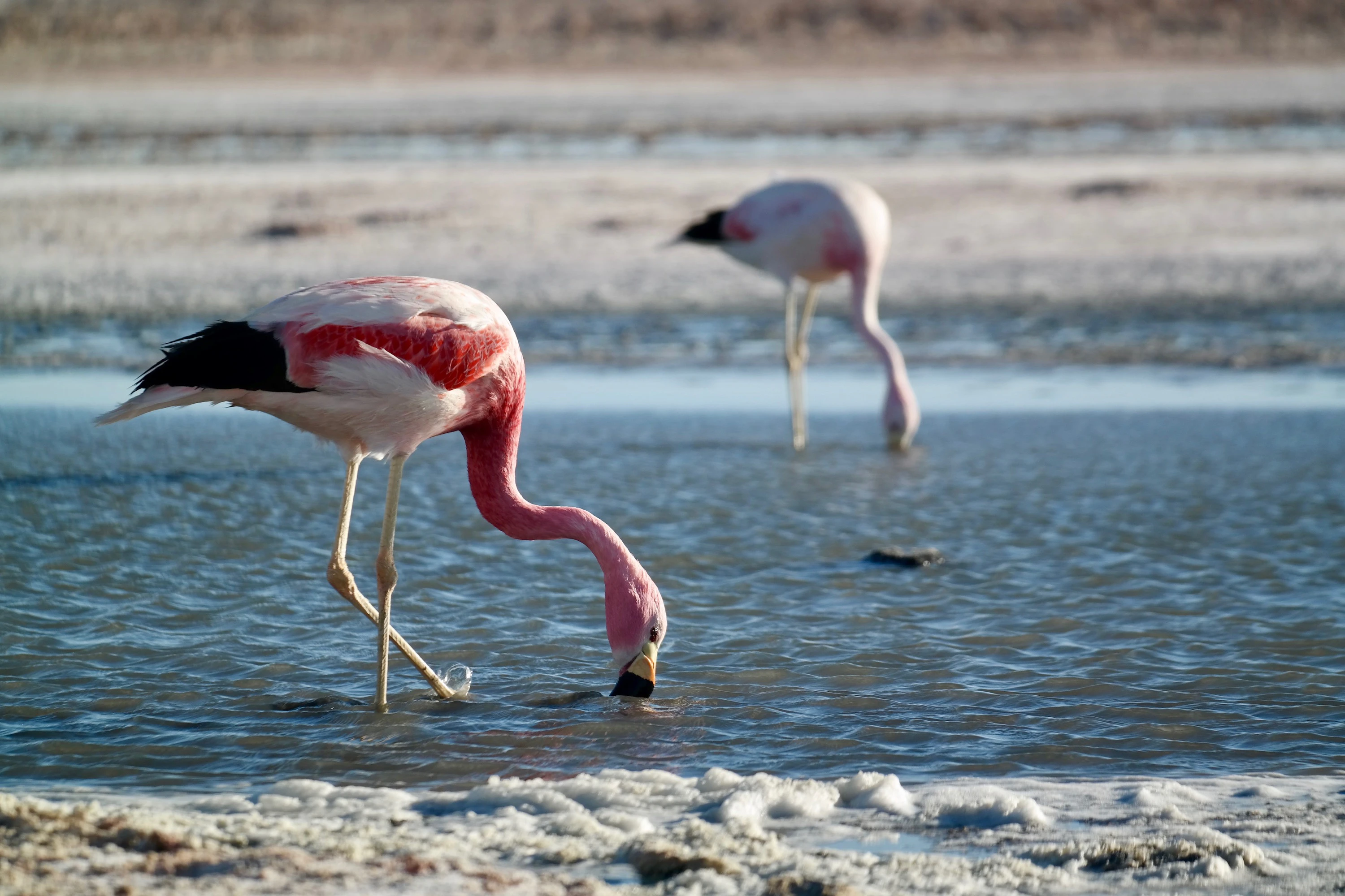 Atacama Desert Tours - Things to Do, What to See, Where to Go